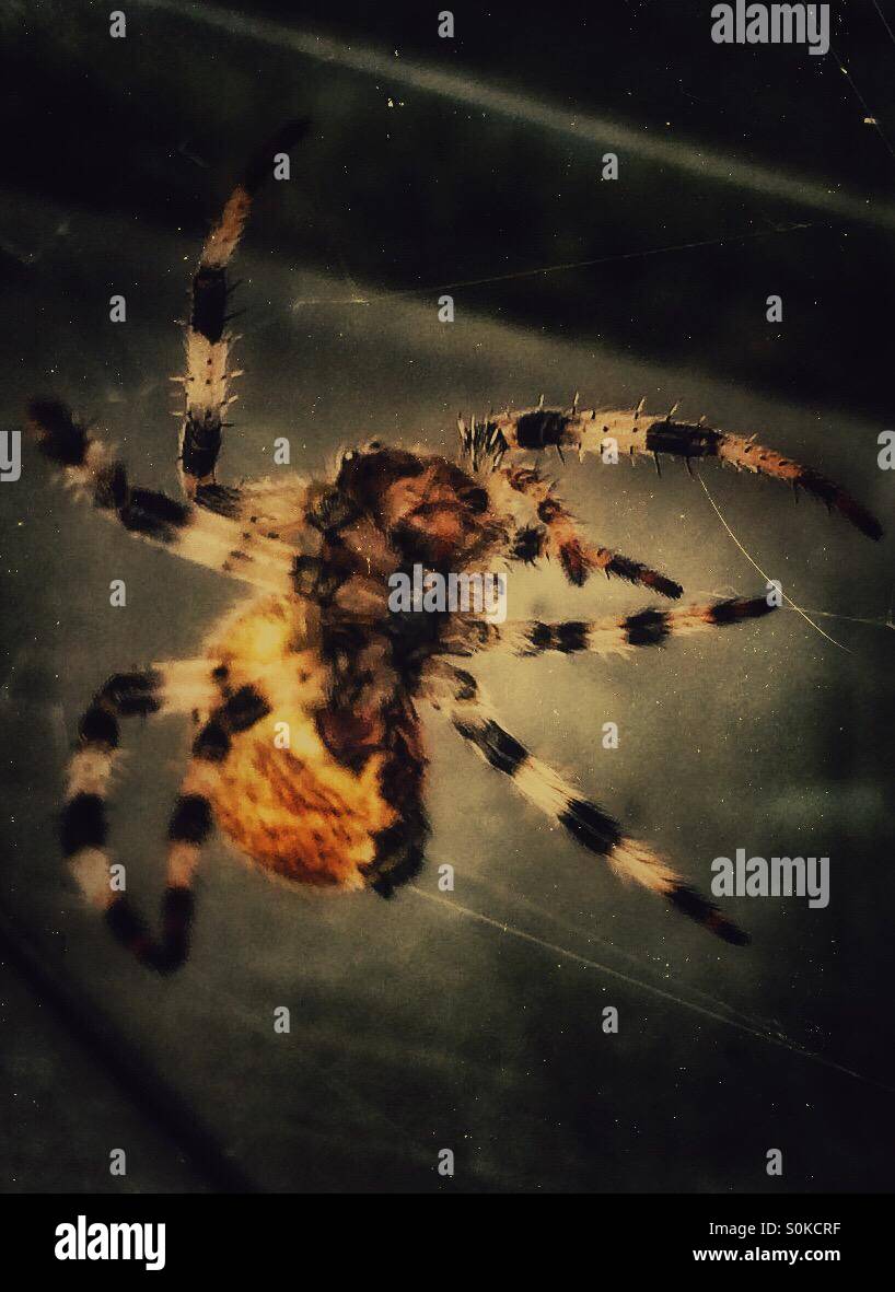 Killer spiders hi-res stock photography and images - Alamy