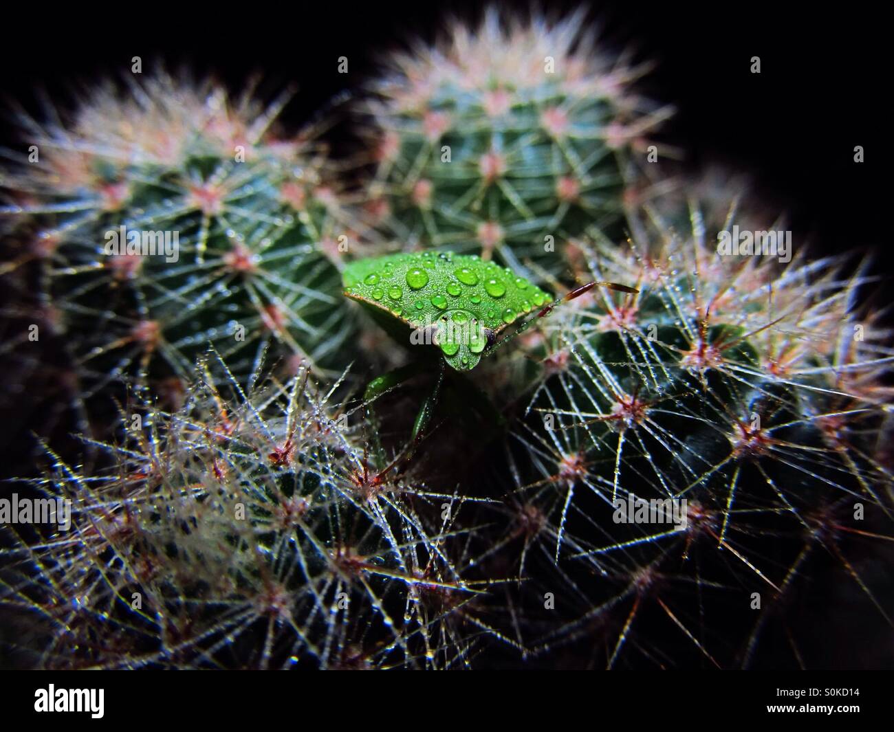green insect on cactus at night Stock Photo - Alamy