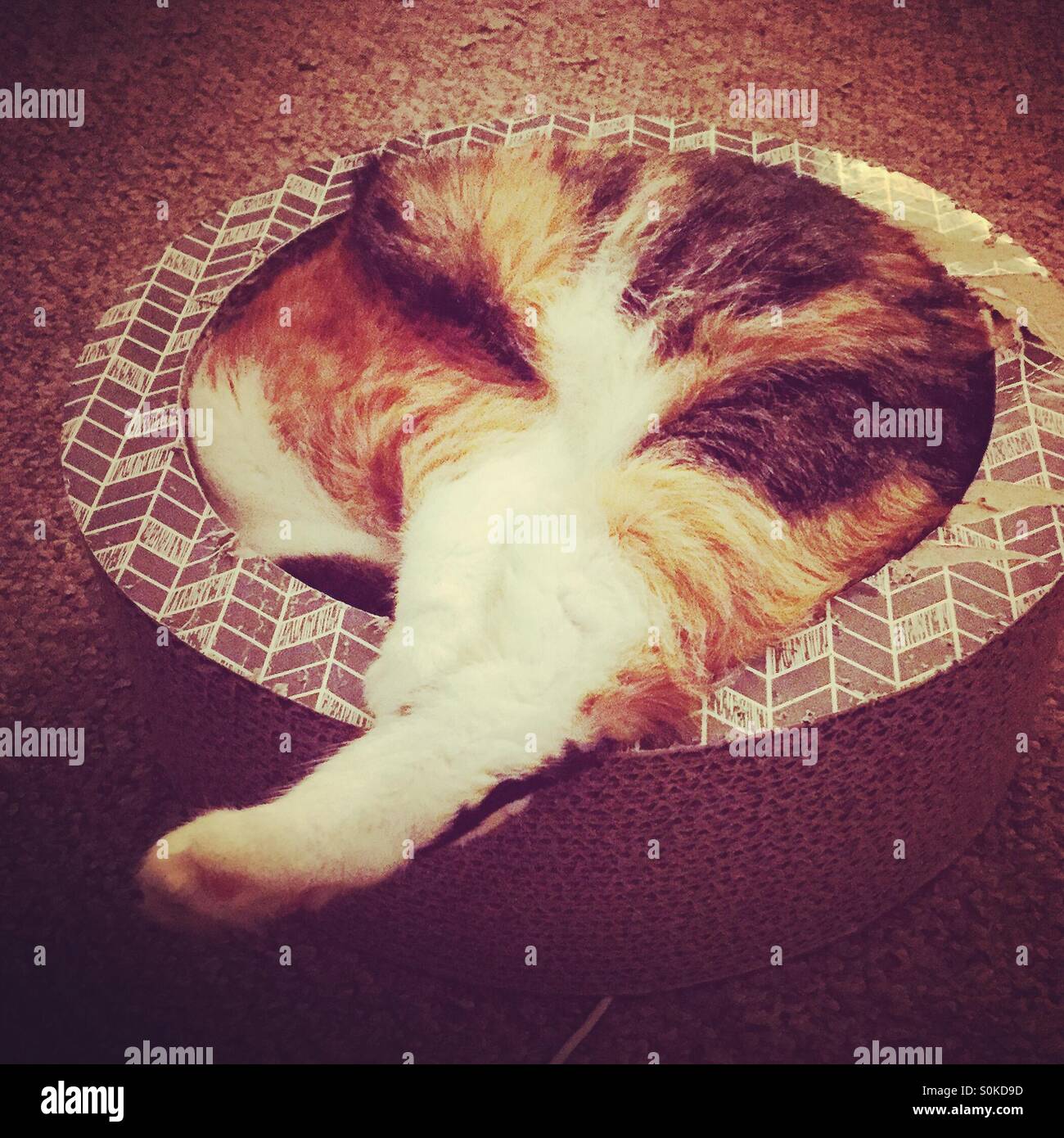 Curled round hi-res stock photography and images - Alamy