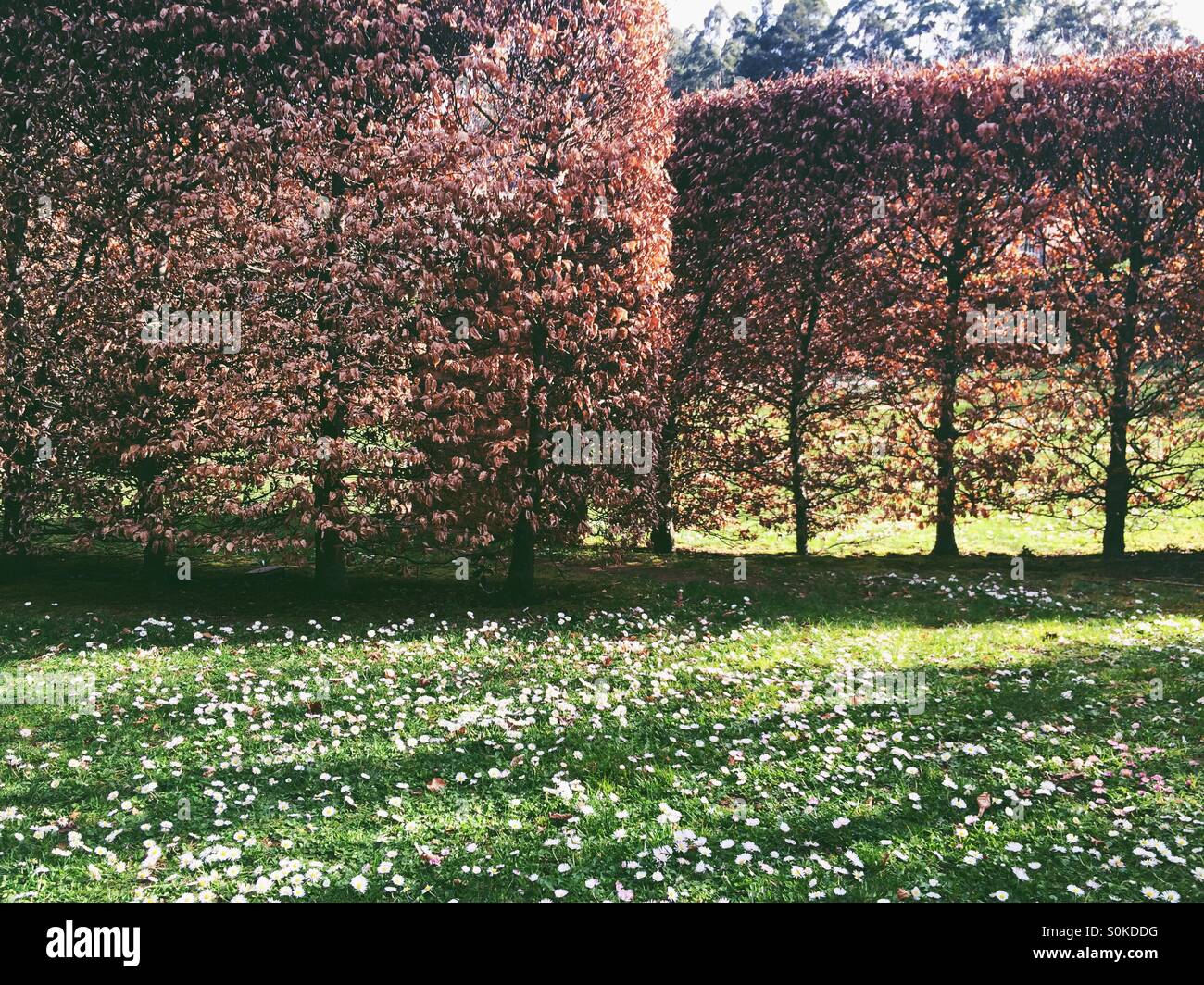 Copper beech hedge in winter hi-res stock photography and images - Alamy