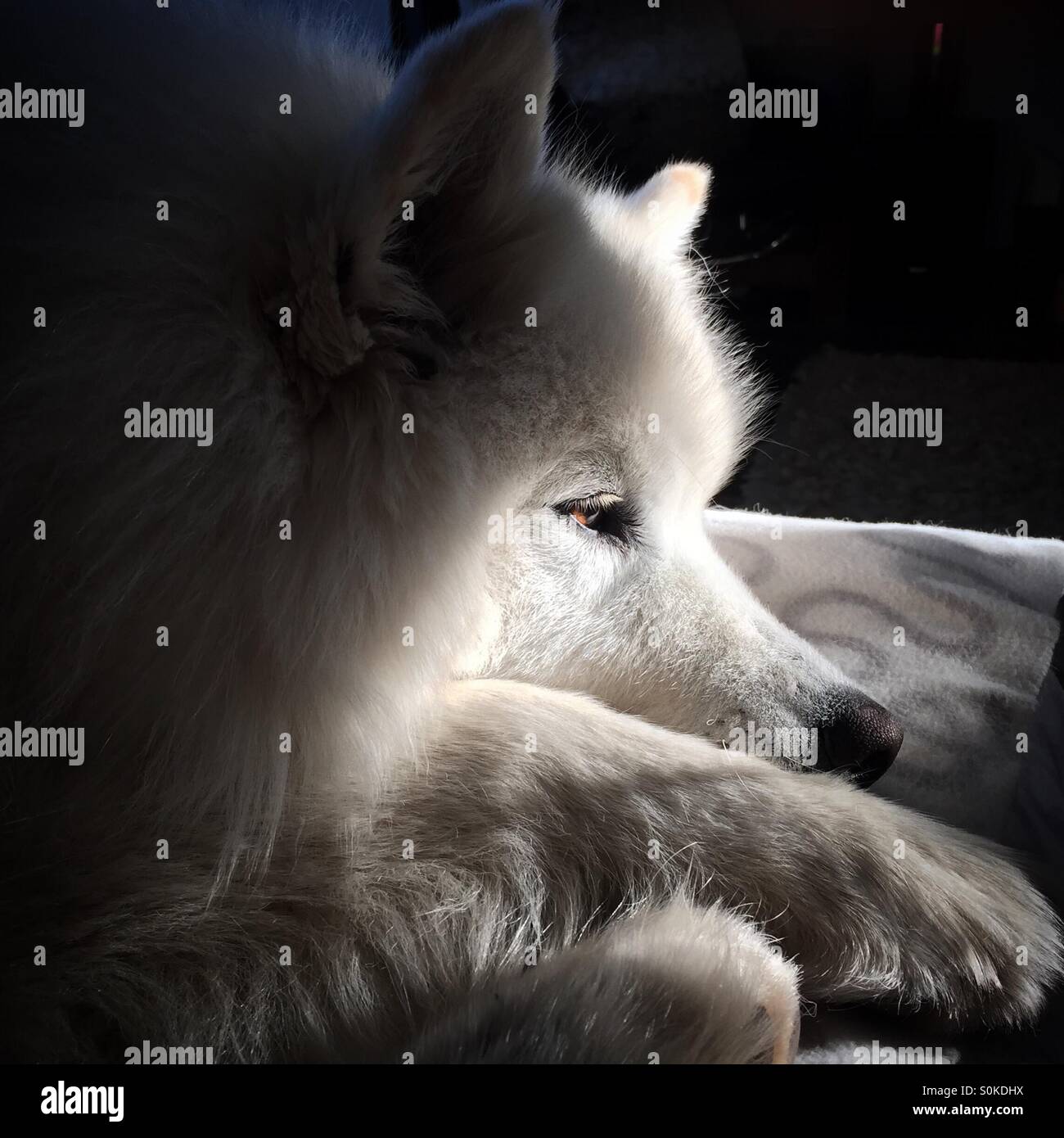 Fluffy samoyed hi-res stock photography and images - Alamy
