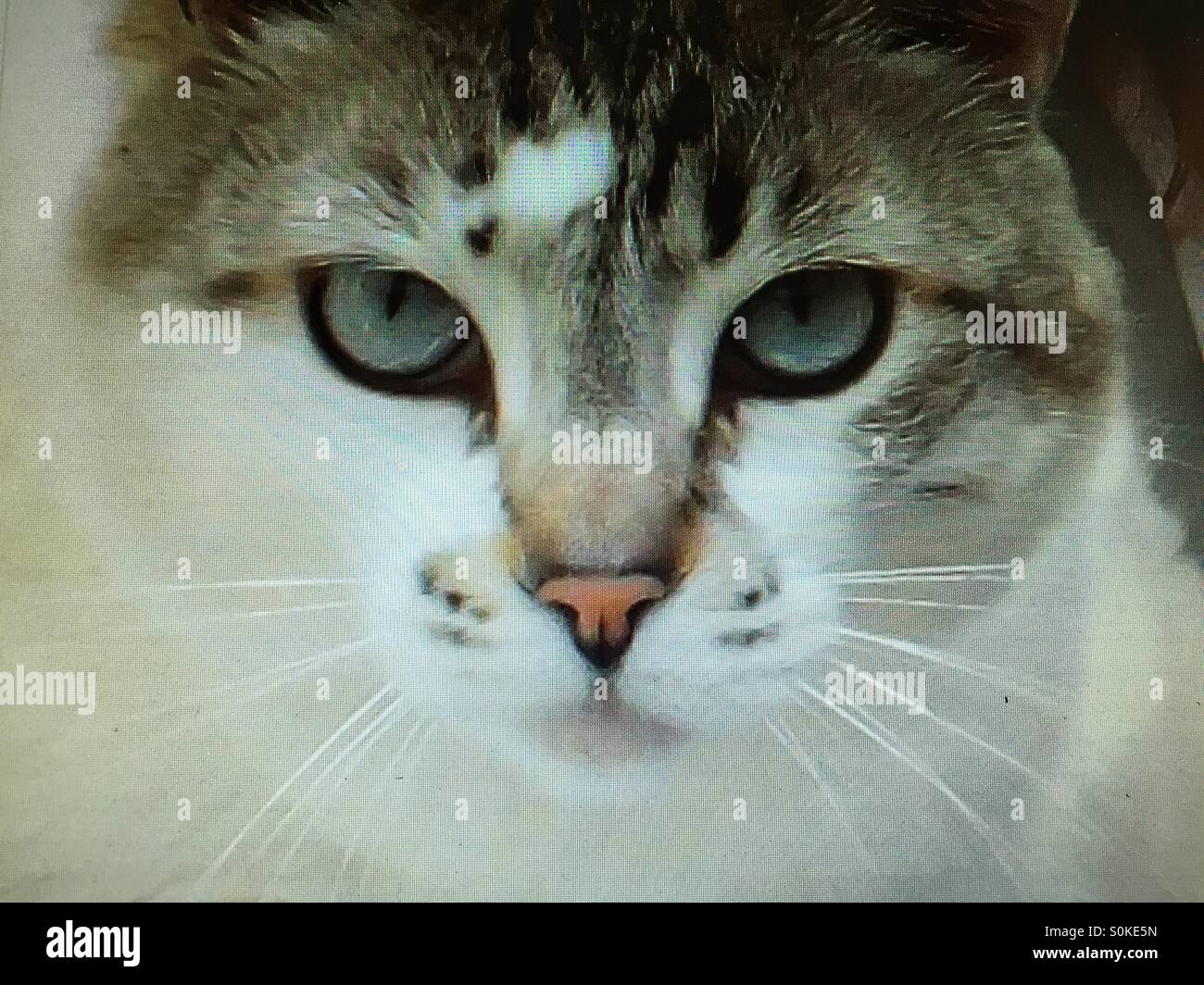 Most beautiful cat hi-res stock photography and images - Alamy