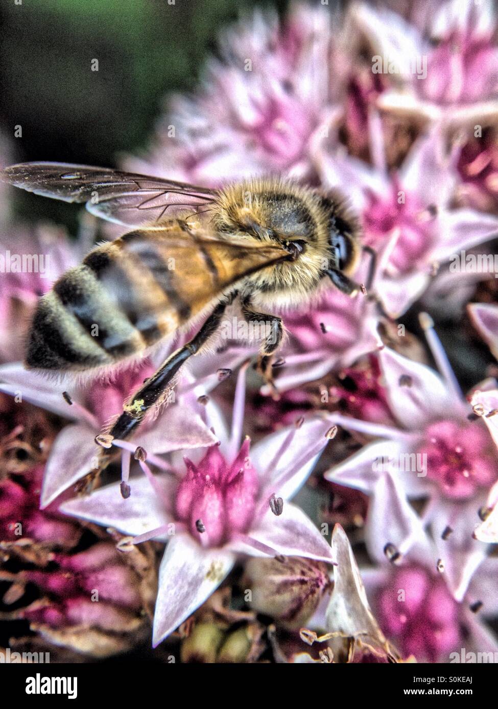 Bee pollinating flowers Stock Photo - Alamy