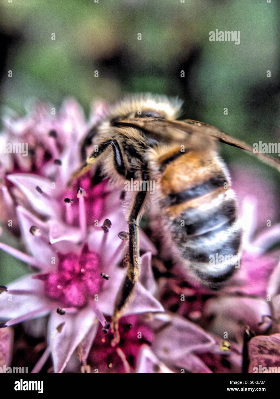 Bee pollinating flowers Stock Photo - Alamy