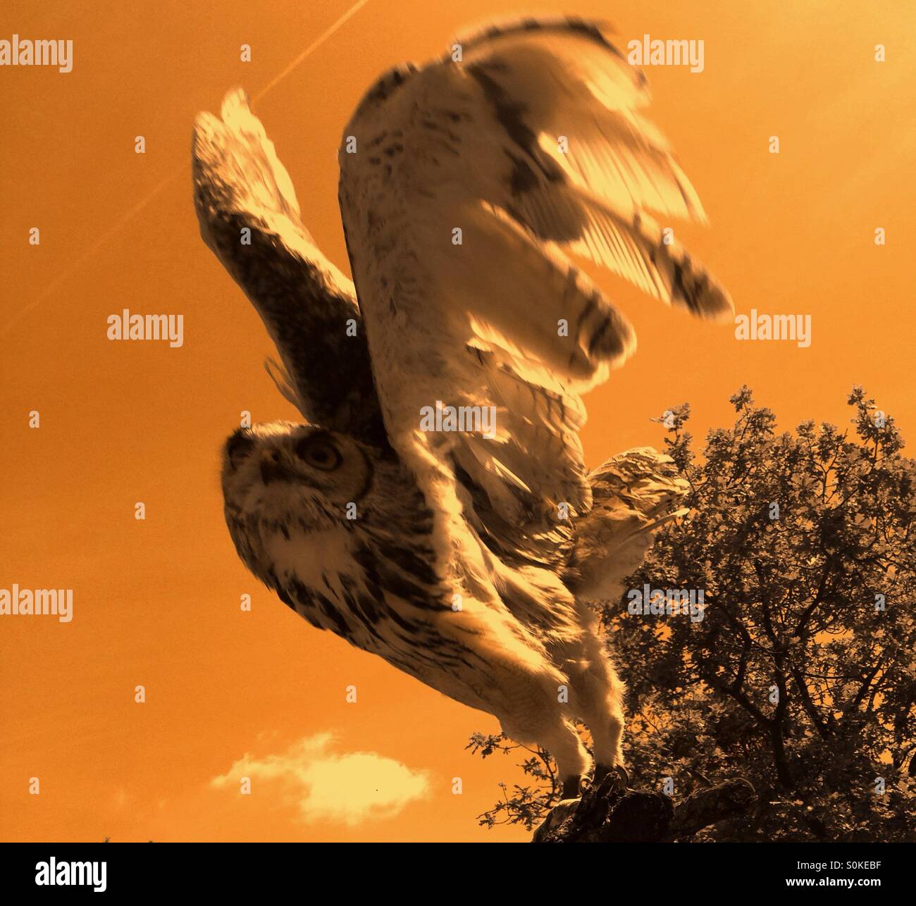Owl about to fly Stock Photo - Alamy