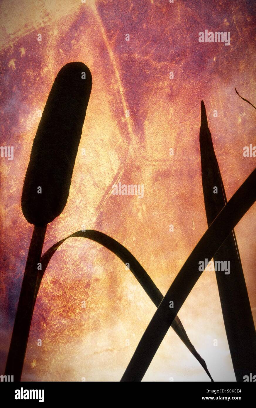 Silhouette of a Bullrush Stock Photo - Alamy