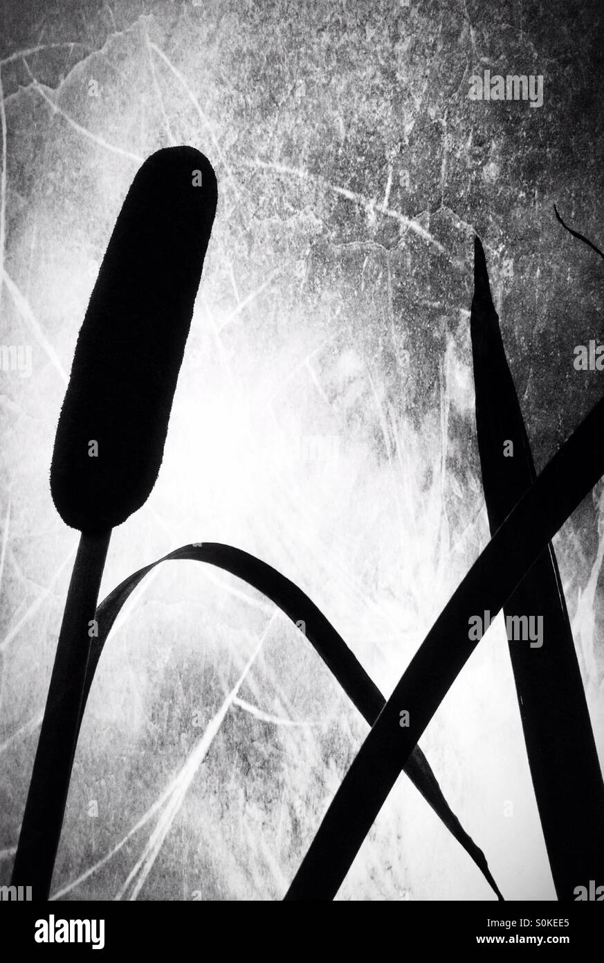 Bullrush silhouette hi-res stock photography and images - Alamy