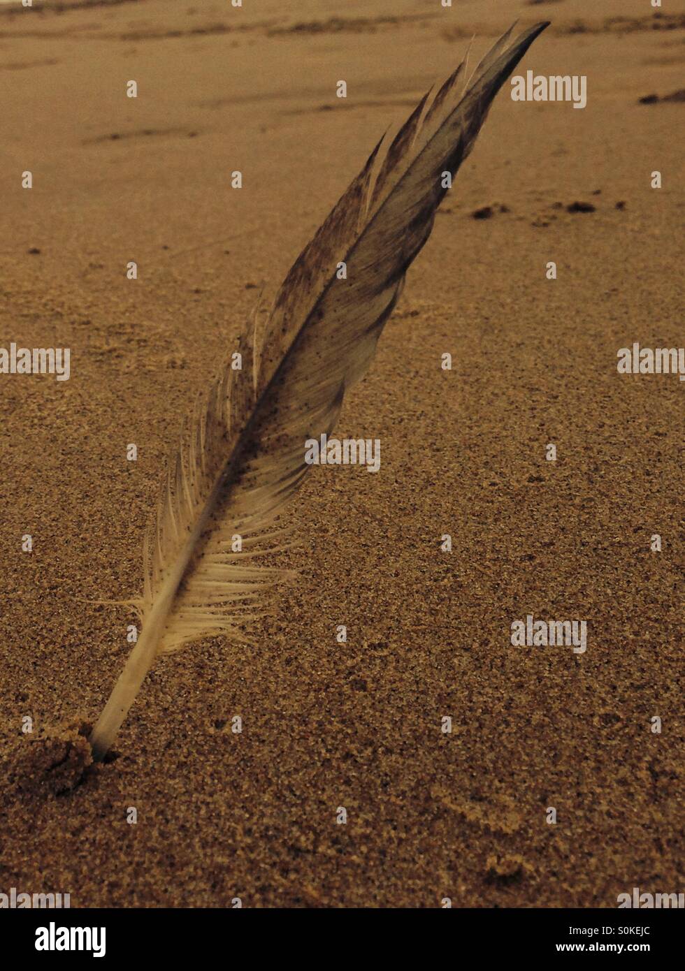 Sea feather in sand hi-res stock photography and images - Alamy