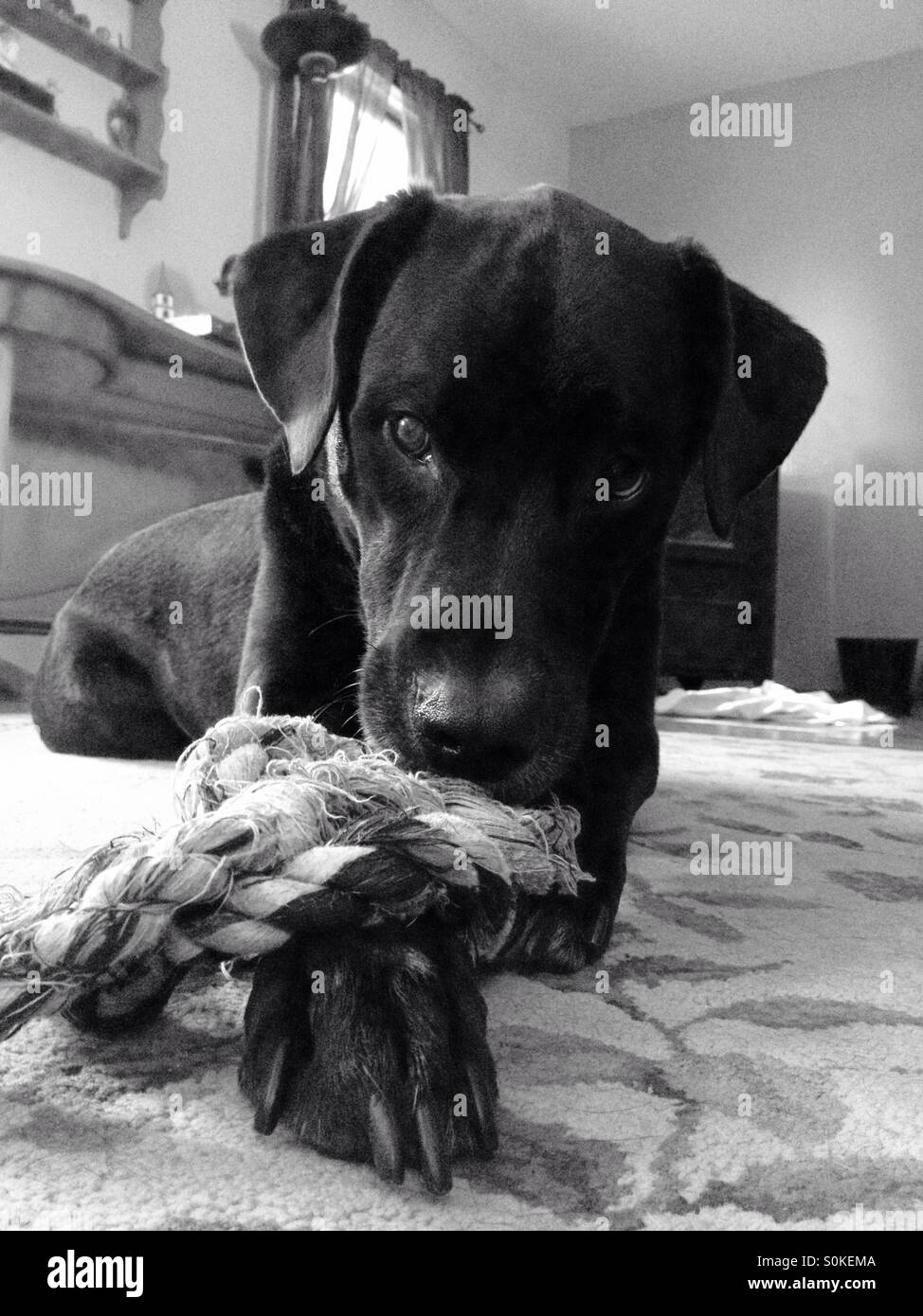 Guilty face dog hi-res stock photography and images - Alamy