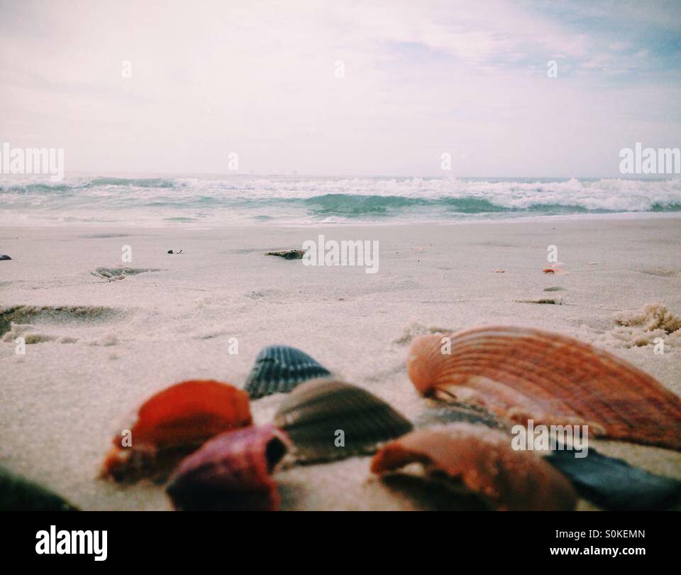 Sea shells beach gulf alabama hi-res stock photography and images - Alamy