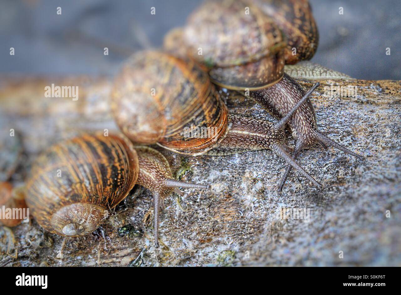 Snails stick together on a piece of textured wood that's covered in ...