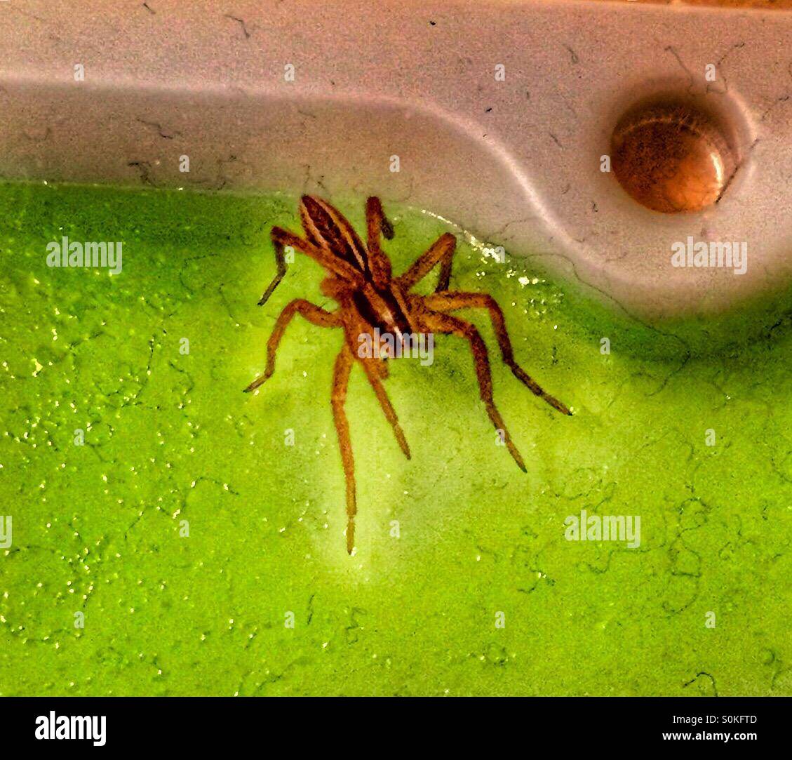 Spider stuck on sticky trap Stock Photo - Alamy