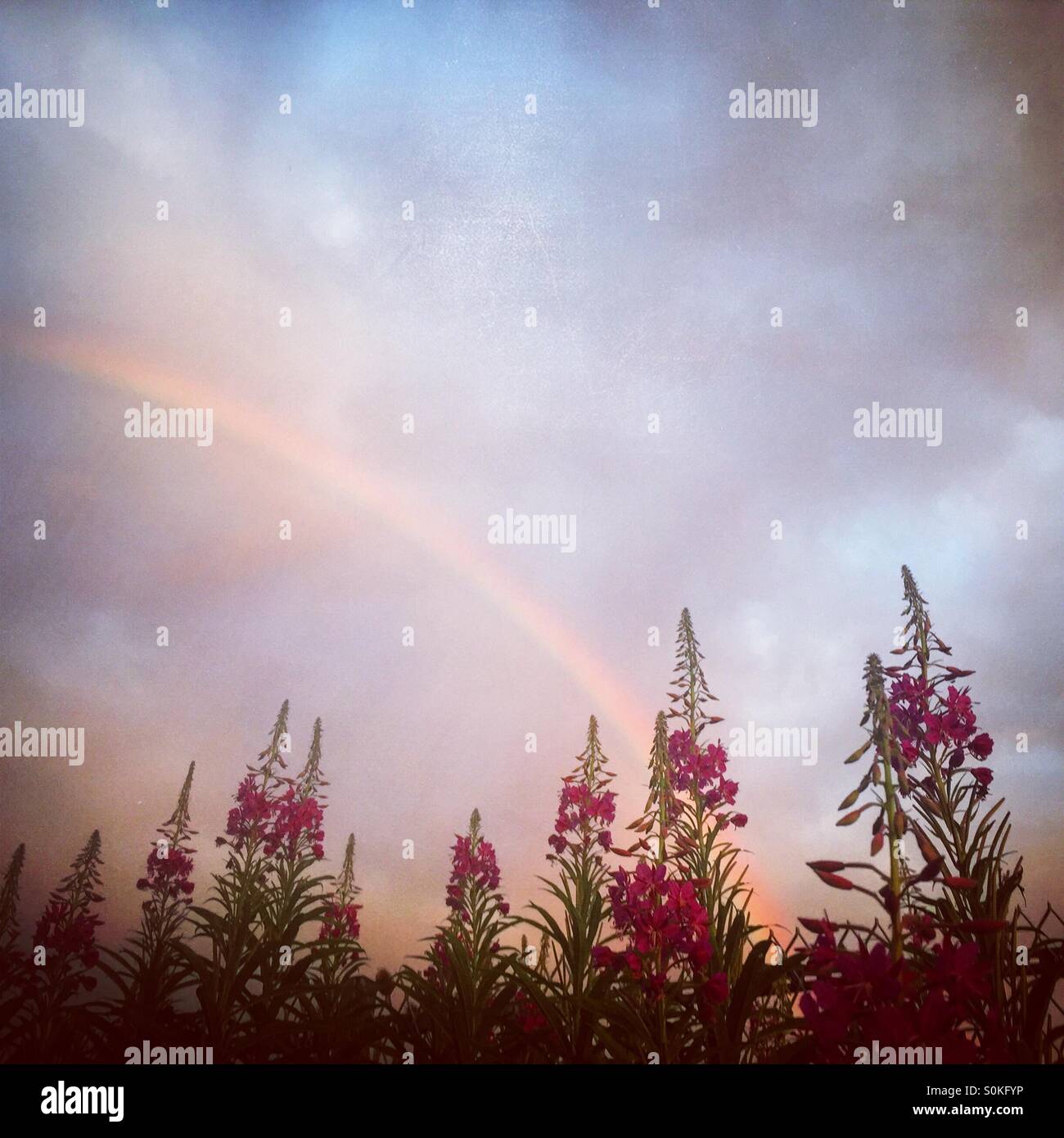 Rainbow flowers hi-res stock photography and images - Alamy