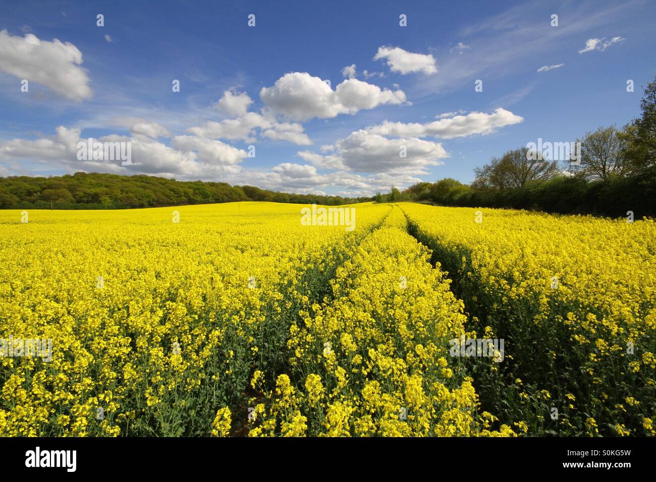 A yellow rapeseed field on a sunny day Stock Photo - Alamy