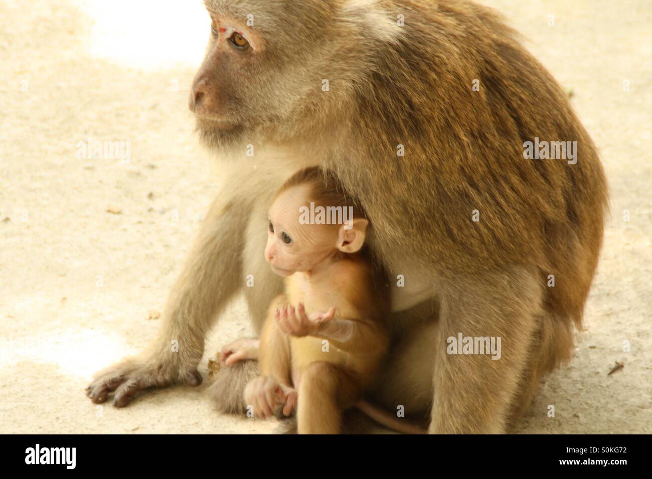 Little monkey and his mother 🐵 Stock Photo - Alamy