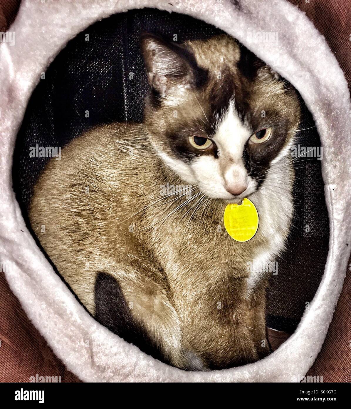 Cat hides inside cat house Stock Photo - Alamy