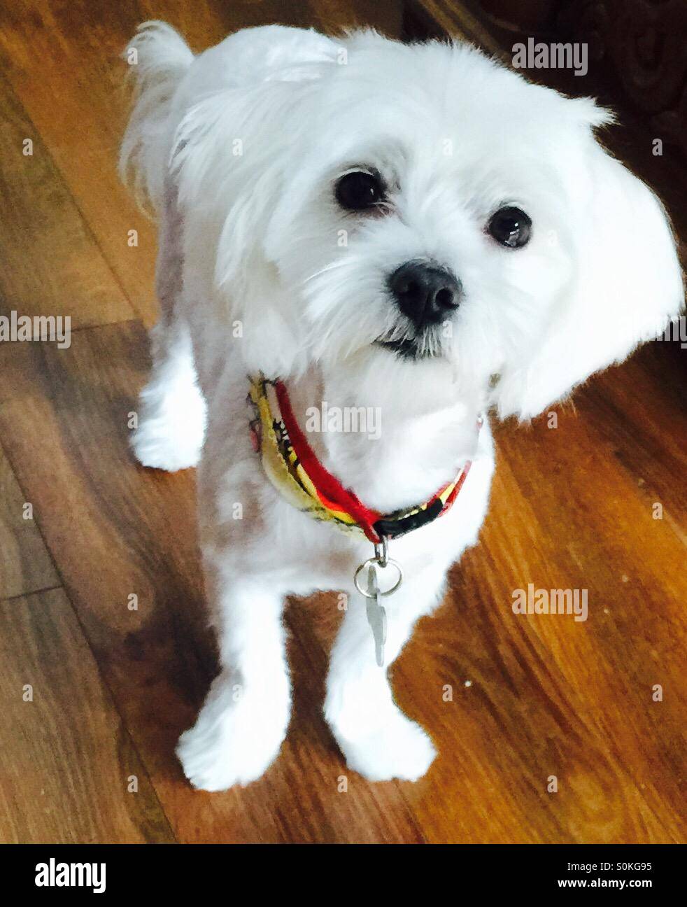 Bichon maltese hi-res stock photography and images - Alamy