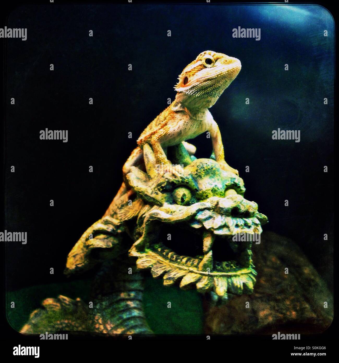 Chinese bearded lizard hi-res stock photography and images - Alamy