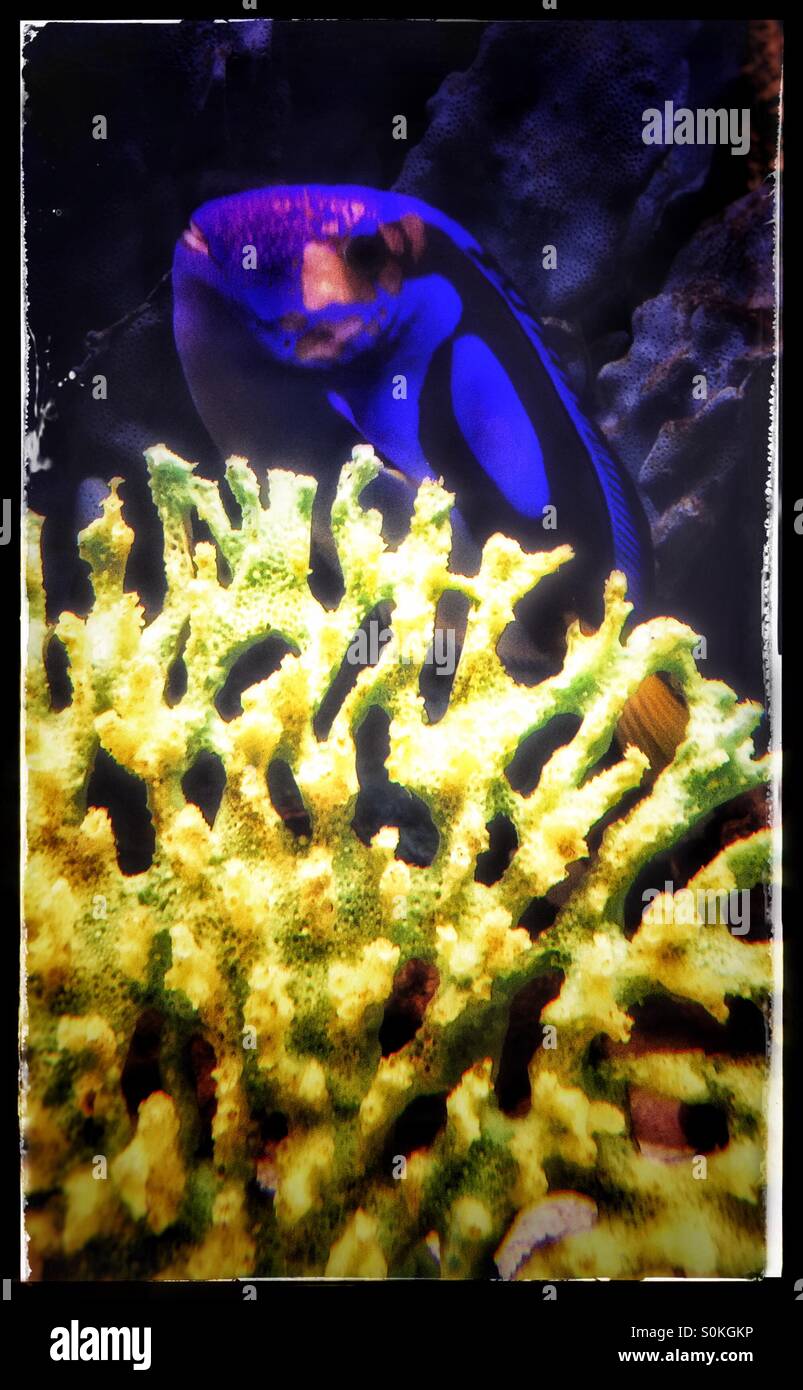 Blue Tang Fish Stock Photos & Blue Tang Fish Stock Images - Alamy