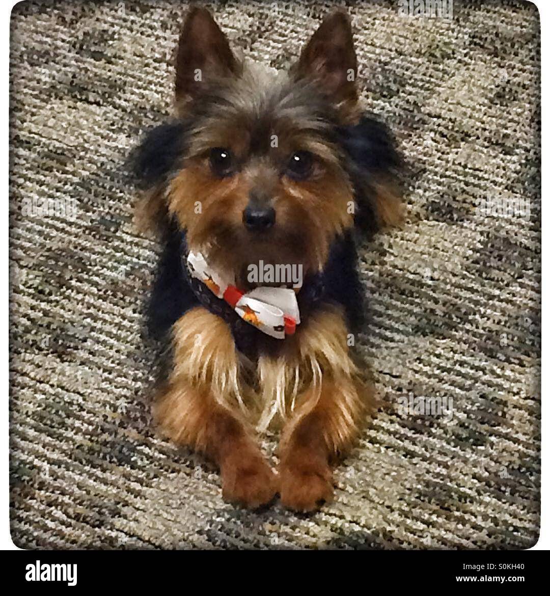 Baxter the dog hi-res stock photography and images - Alamy