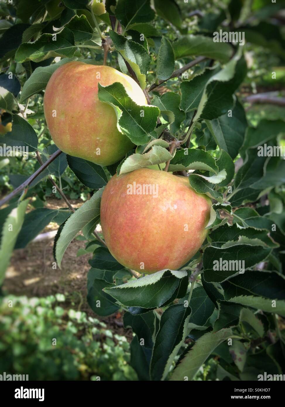 Two apples at the tree hi-res stock photography and images - Alamy