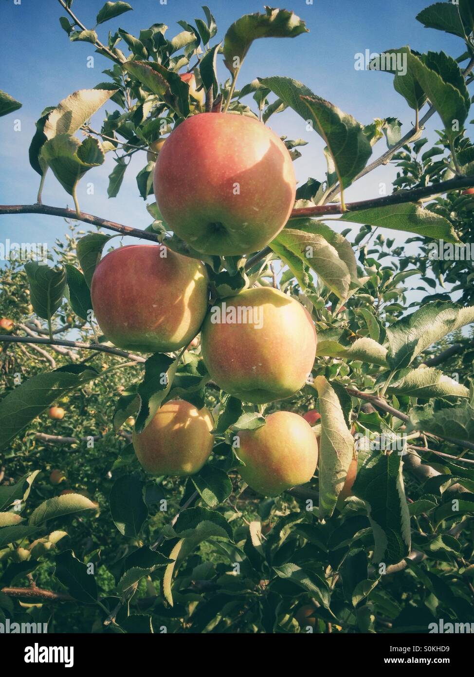 Pick of the bunch hi-res stock photography and images - Alamy