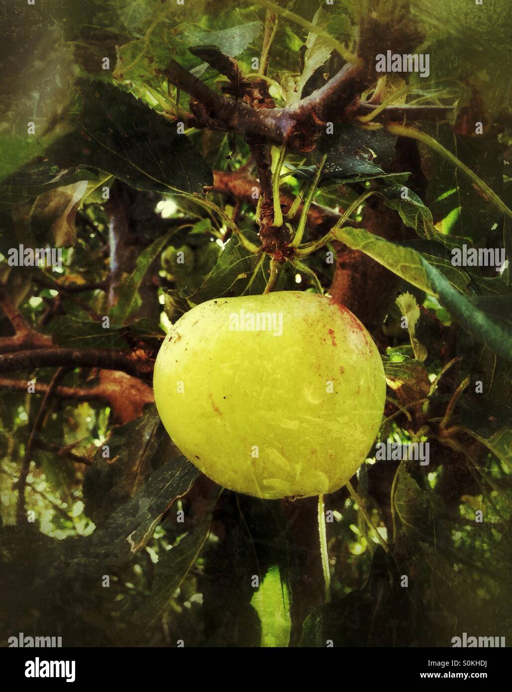 Fresh fruit on the tree hi-res stock photography and images - Alamy