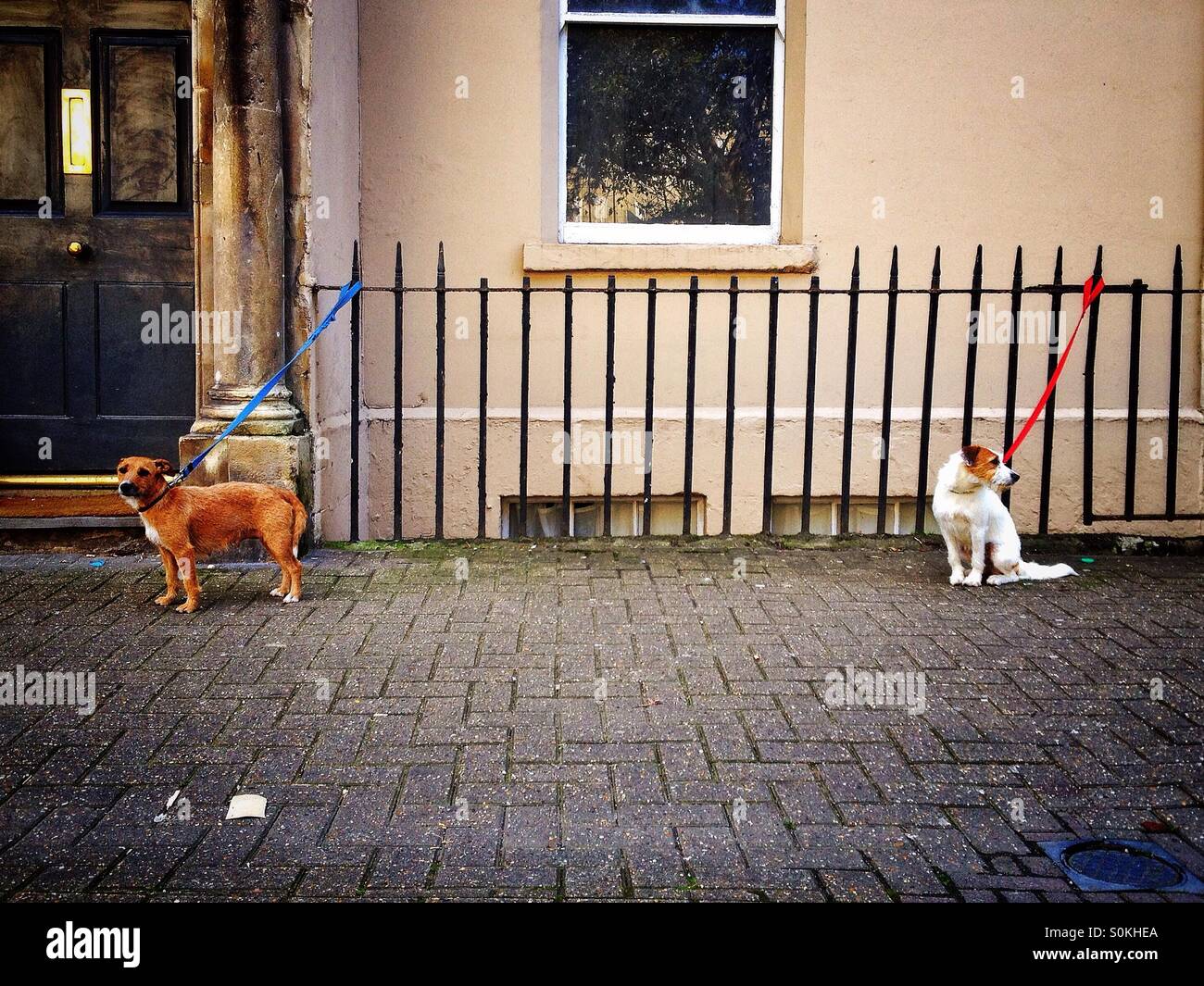 Two dogs waiting hi-res stock photography and images - Alamy