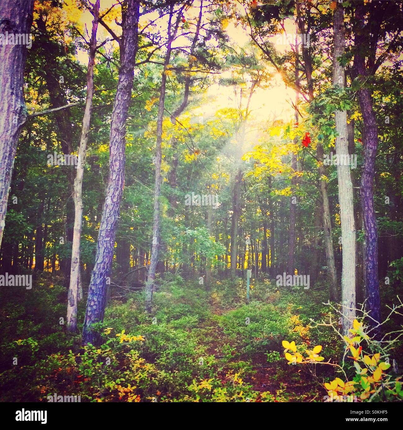 Sunlight shining through forest Stock Photo - Alamy