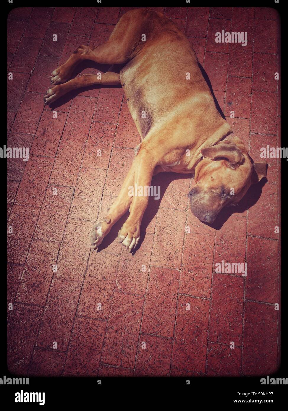 Dog sleeping on pavement Stock Photo - Alamy
