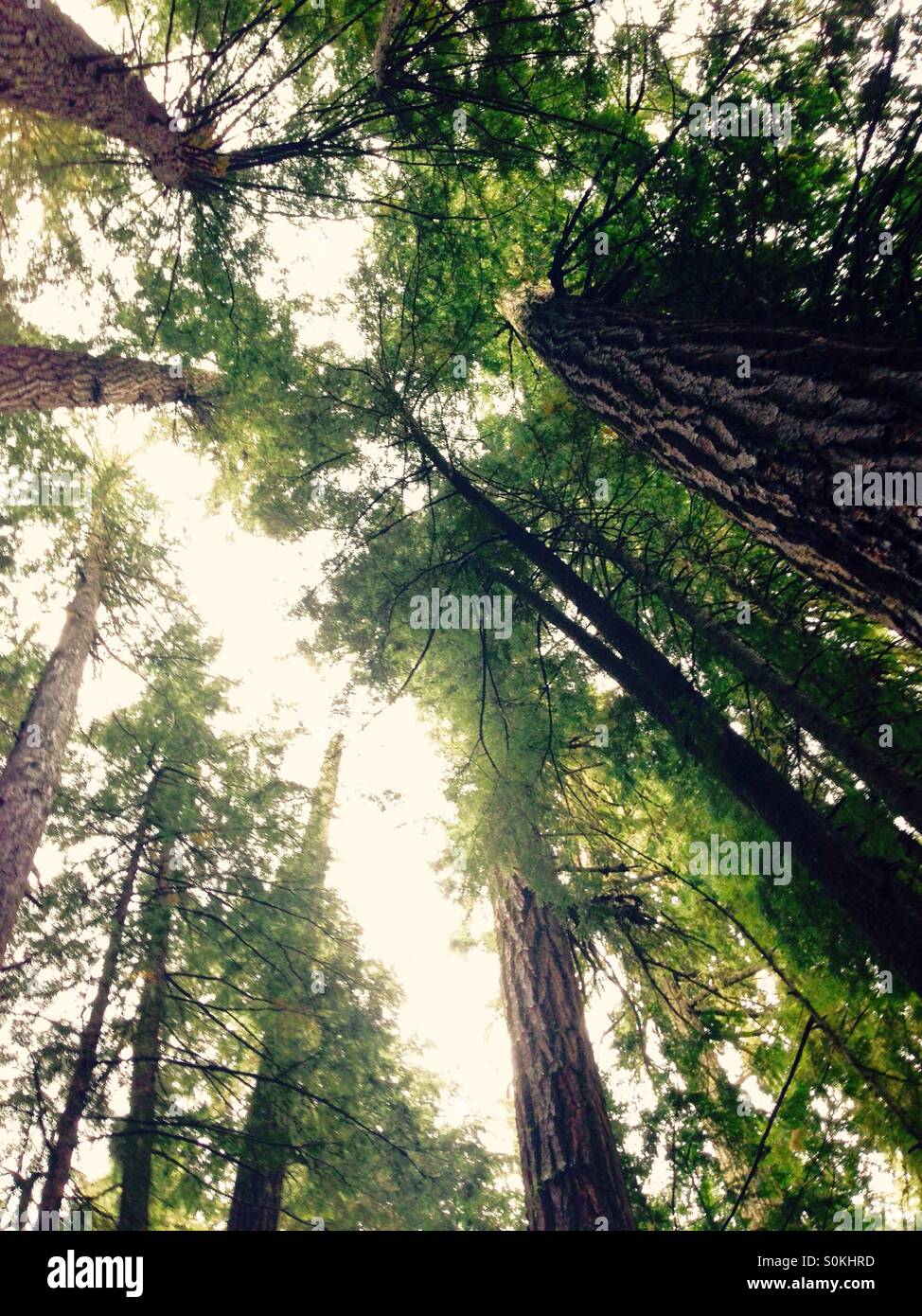 Pine tree forest Stock Photo - Alamy