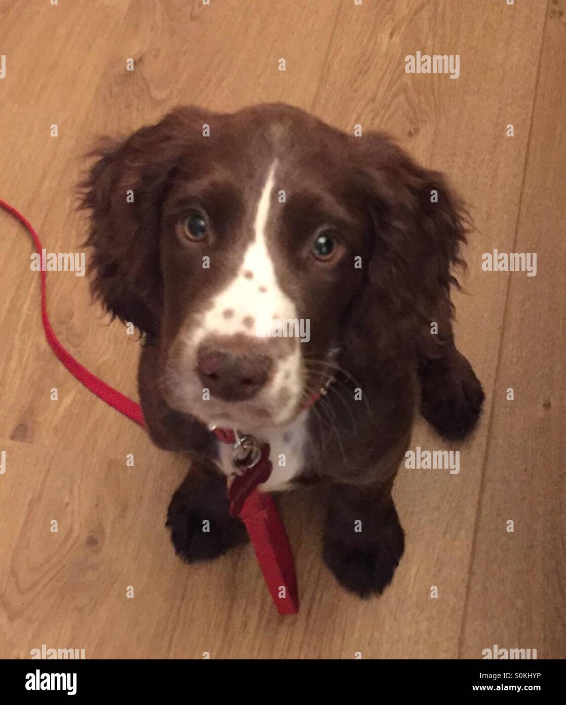 Good dog hi-res stock photography and images - Alamy