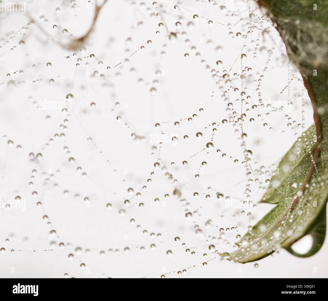 Water spiders hi-res stock photography and images - Alamy