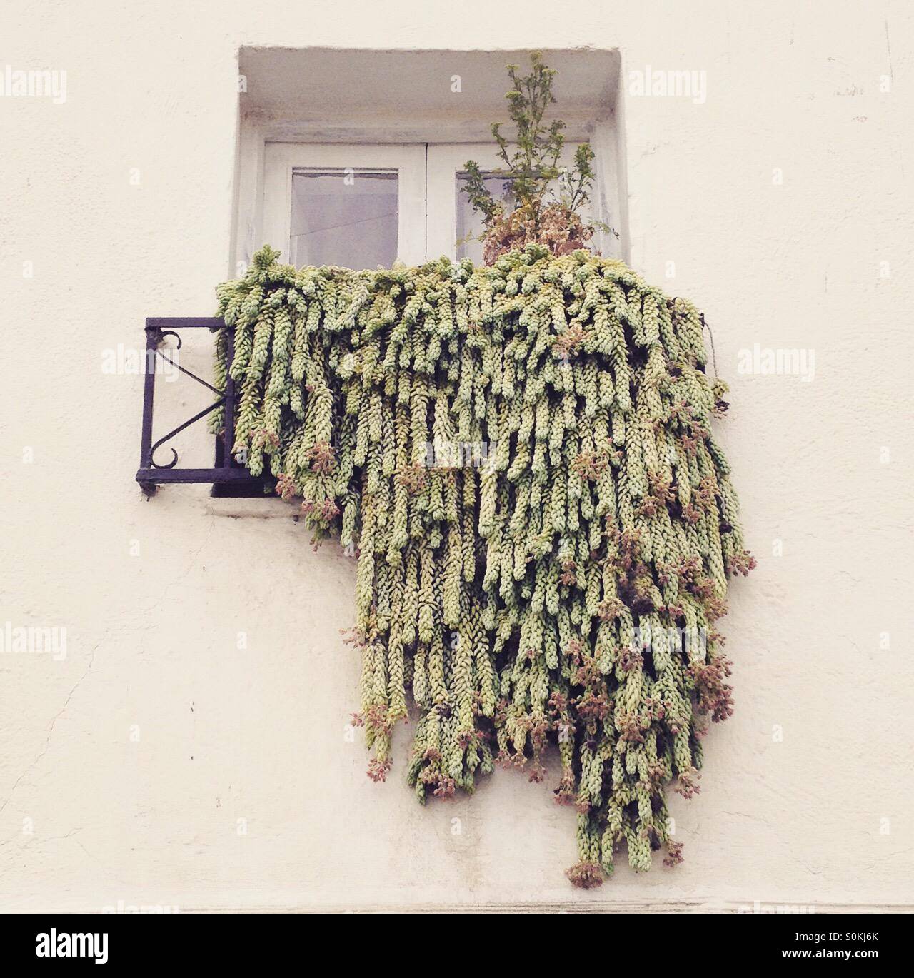 Trailing cactus (sometimes known as donkey tail) growing from a window ...