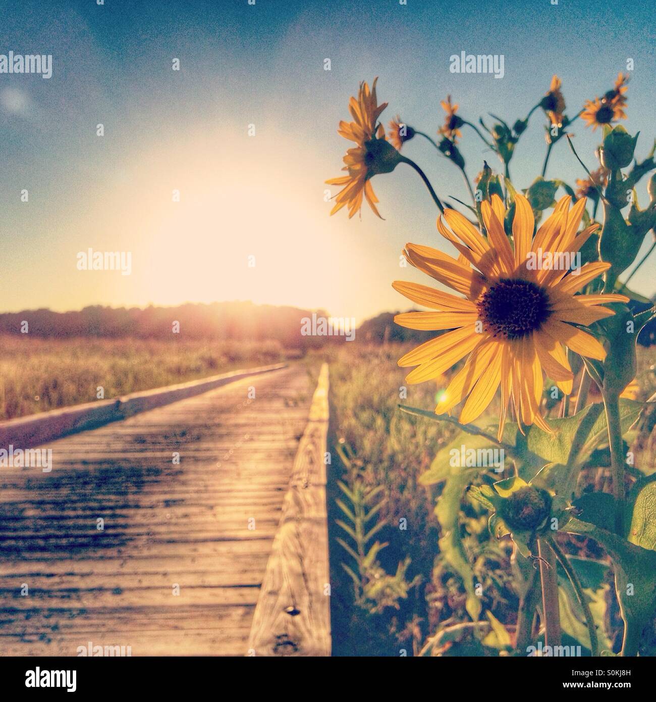 Follow the sun hi-res stock photography and images - Alamy
