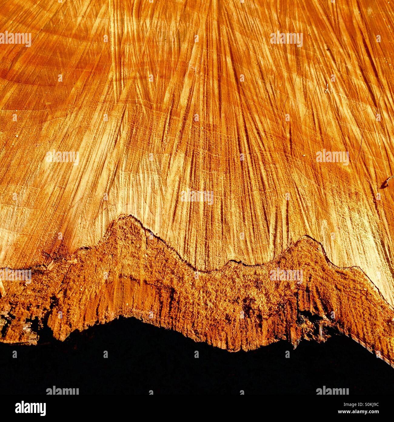 Timber saw hi-res stock photography and images - Alamy