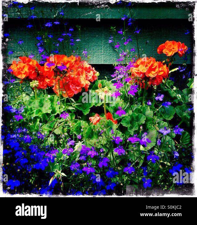 Geraniums lobelia hi-res stock photography and images - Alamy