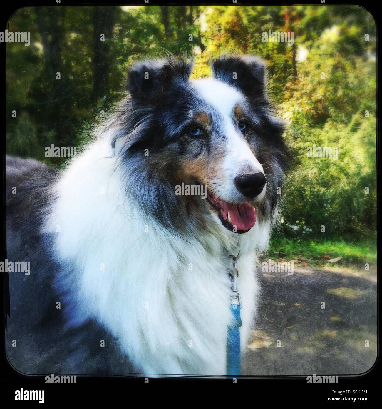 Blue Merle Sheltie outdoors Stock Photo - Alamy