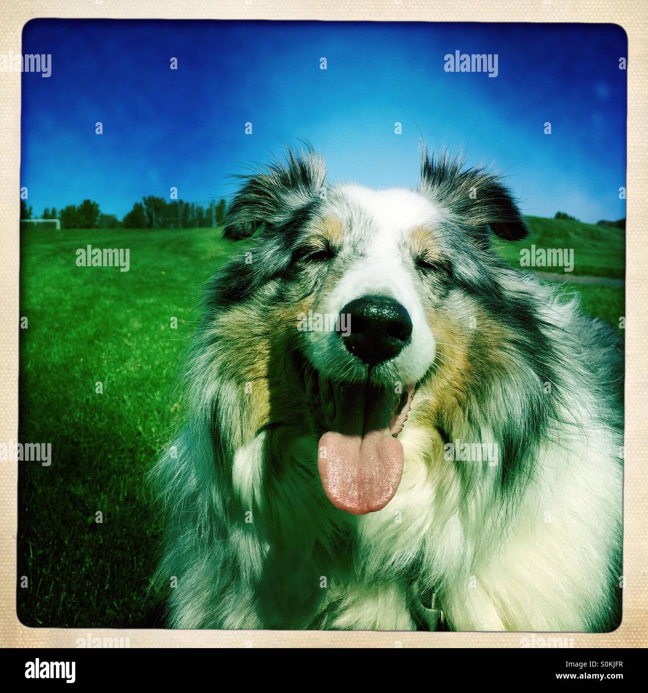 Big Sheltie smile Stock Photo - Alamy