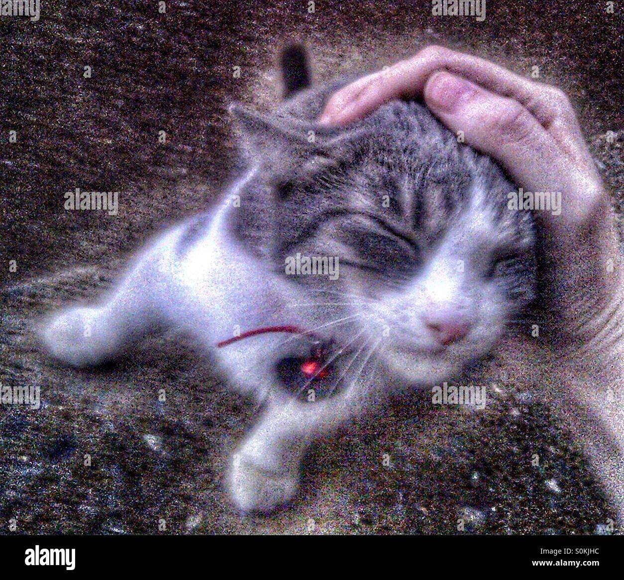Cat leans into human's hand Stock Photo - Alamy