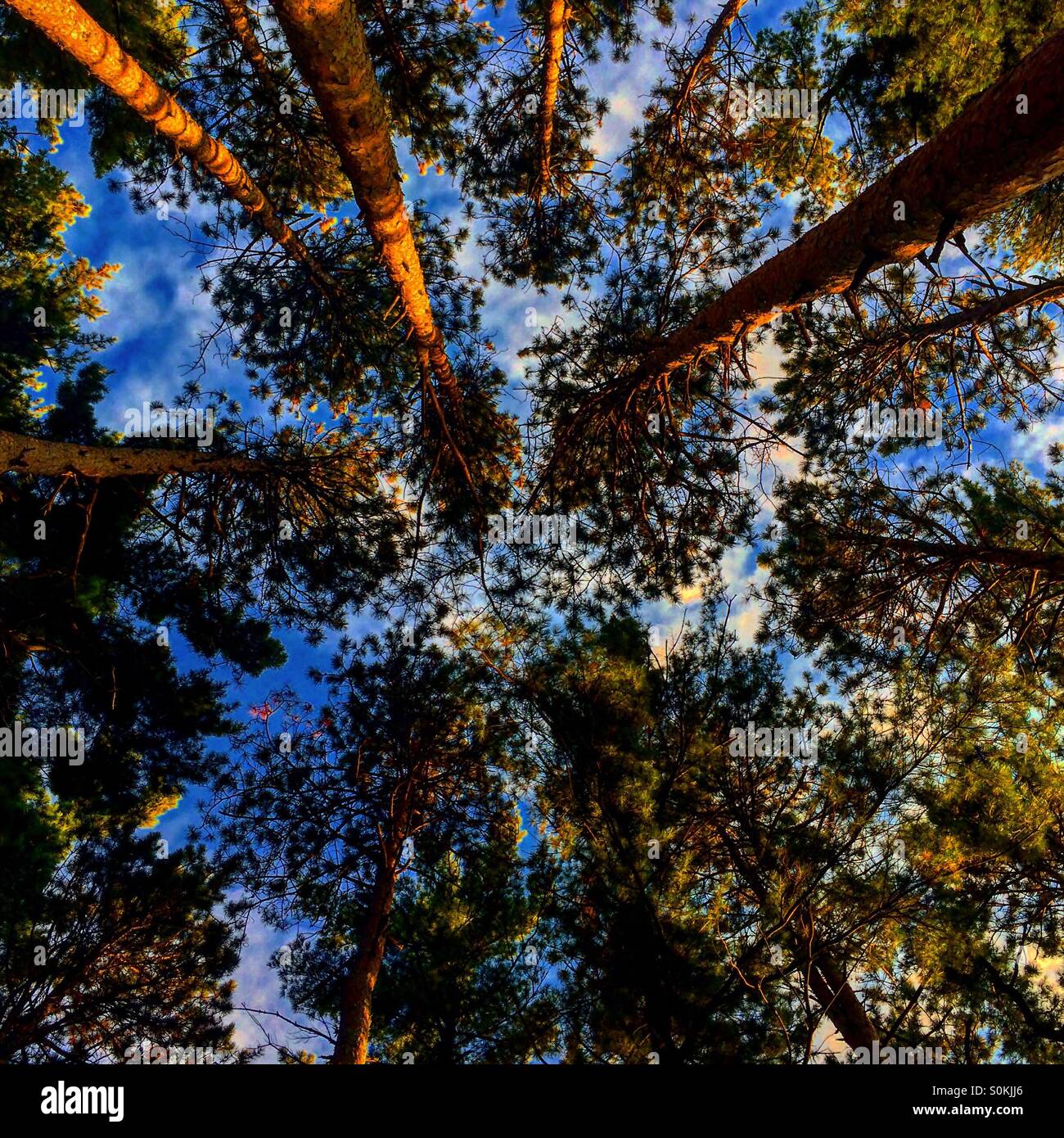 Tall tree tops hi-res stock photography and images - Alamy