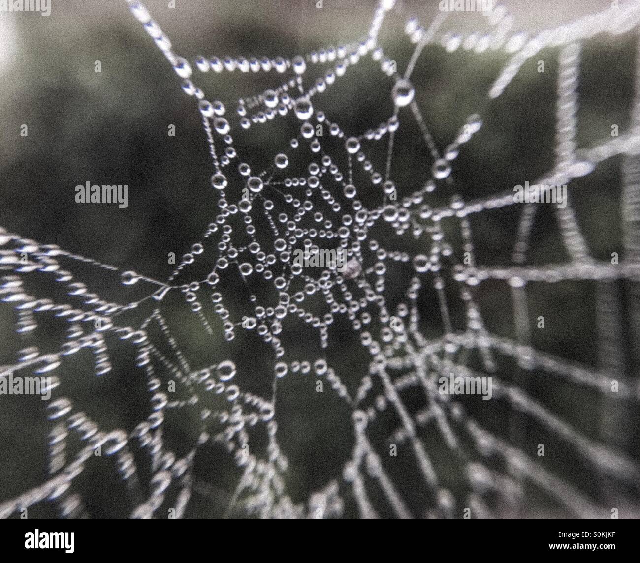 Droplets cobweb hi-res stock photography and images - Alamy