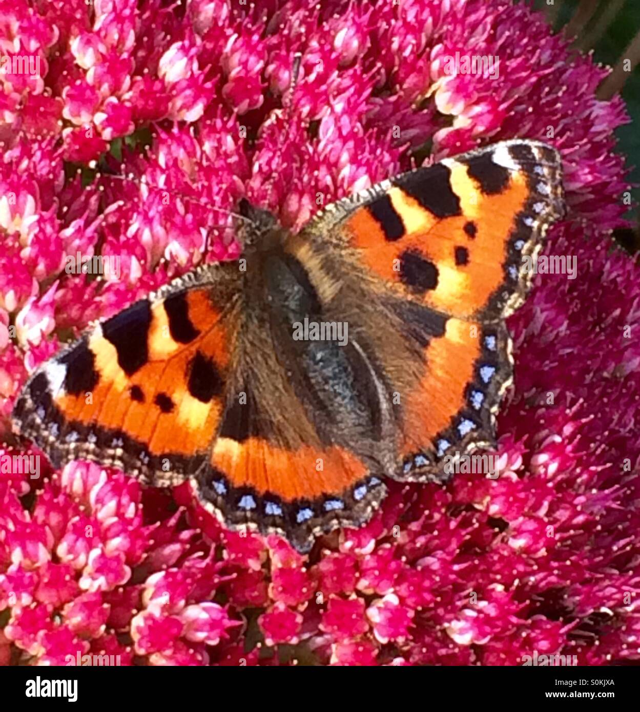 Fast flying butterfly hi-res stock photography and images - Alamy