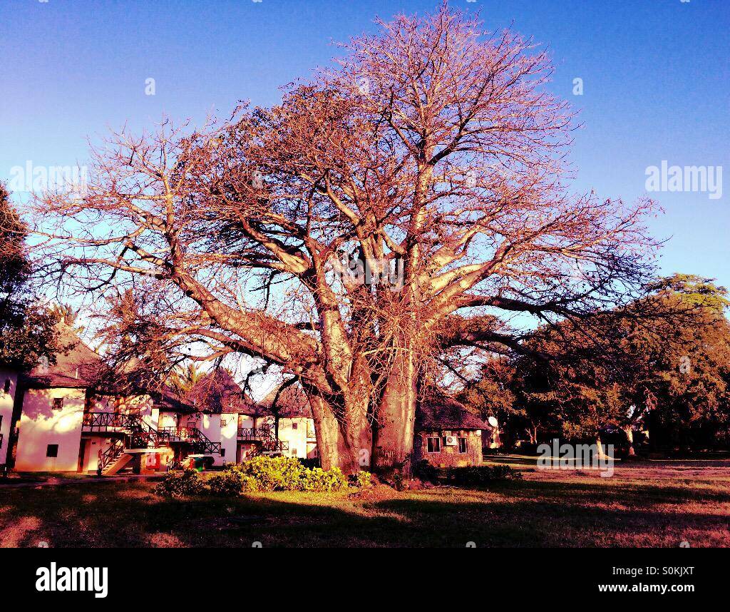 Old baobab tree hi-res stock photography and images - Alamy