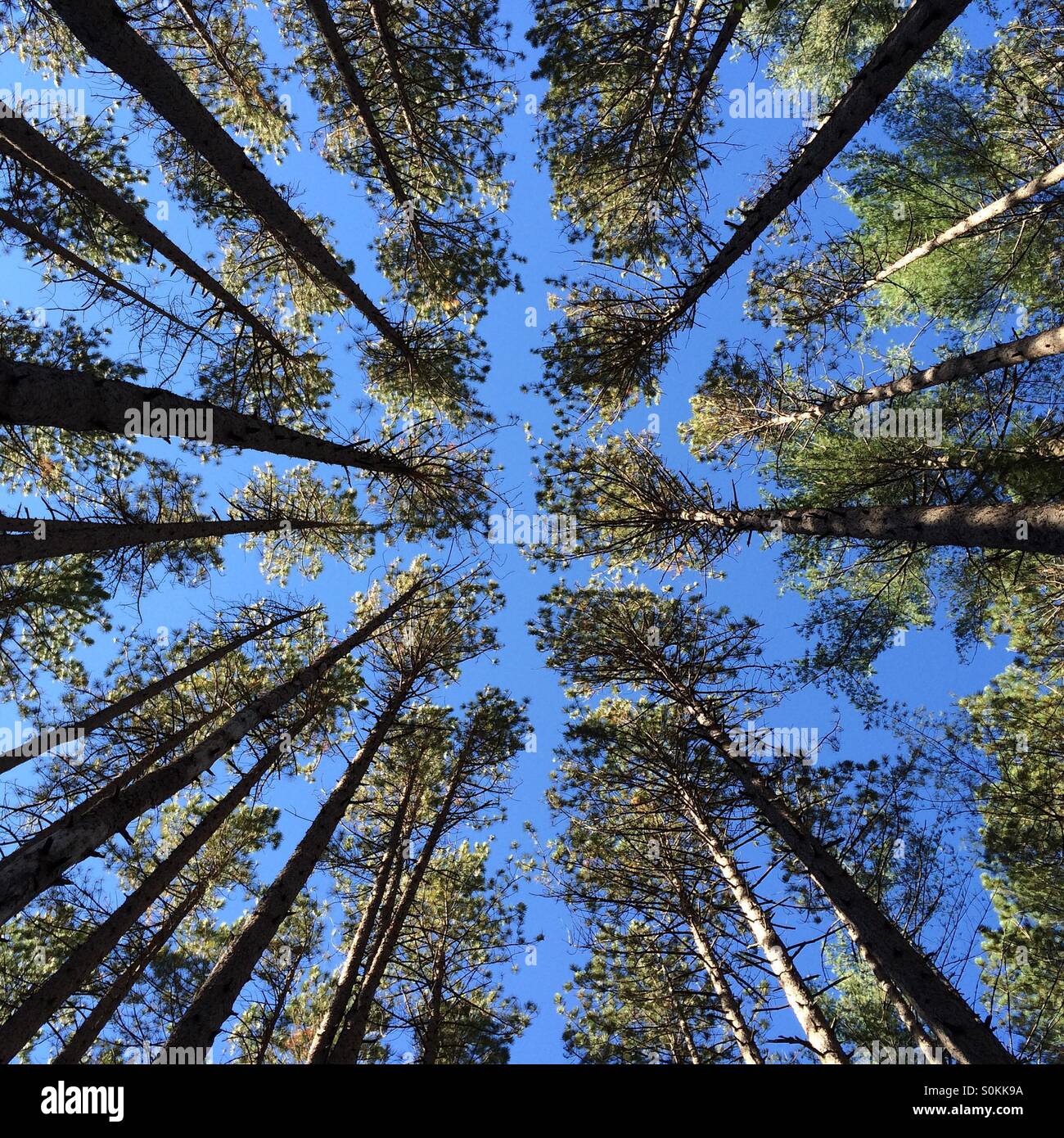 Looking up at trees Stock Photo - Alamy