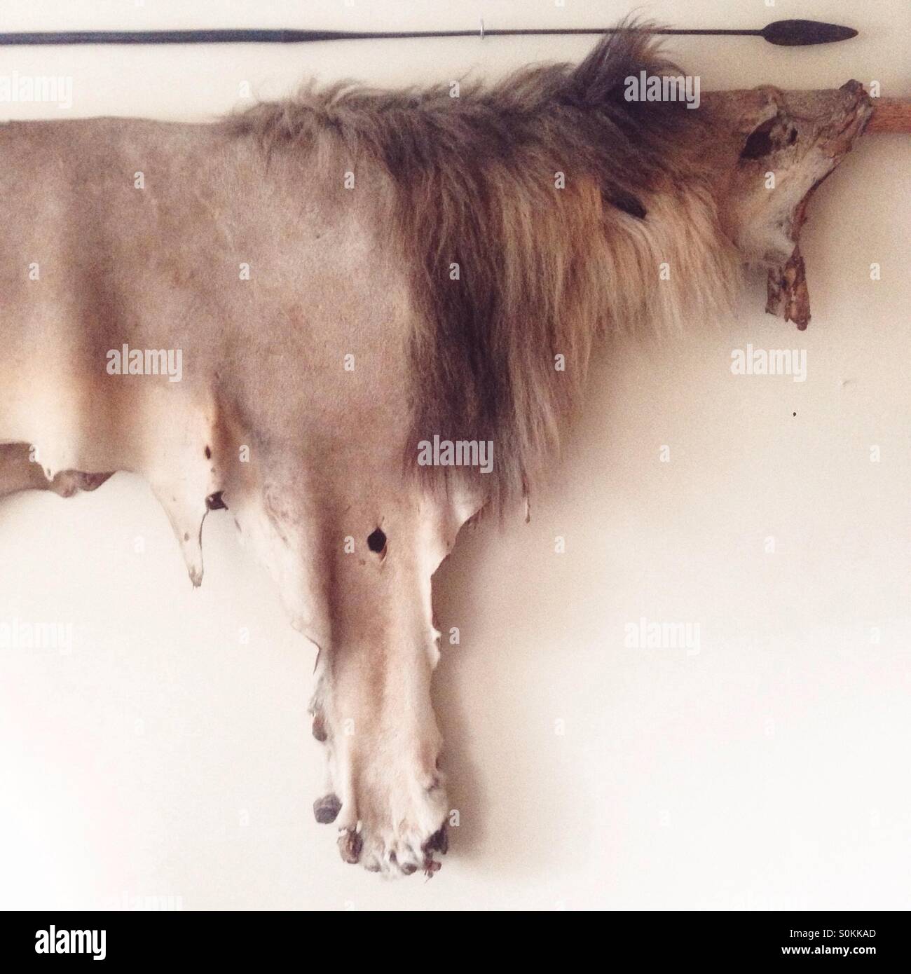 Lion skin hi-res stock photography and images - Alamy