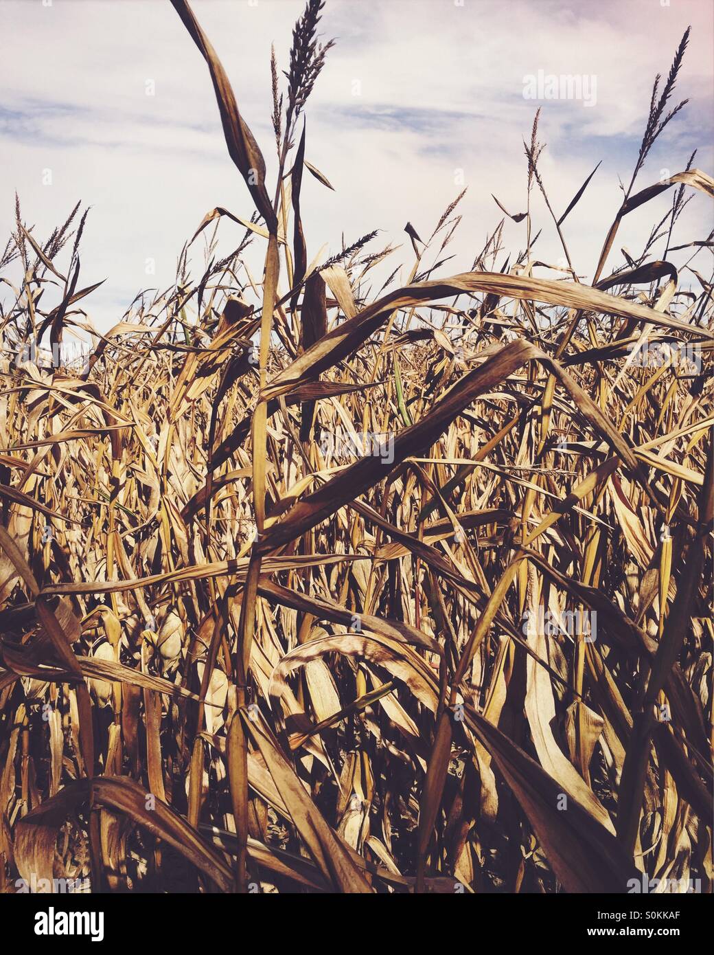 Dried out crops hi-res stock photography and images - Alamy