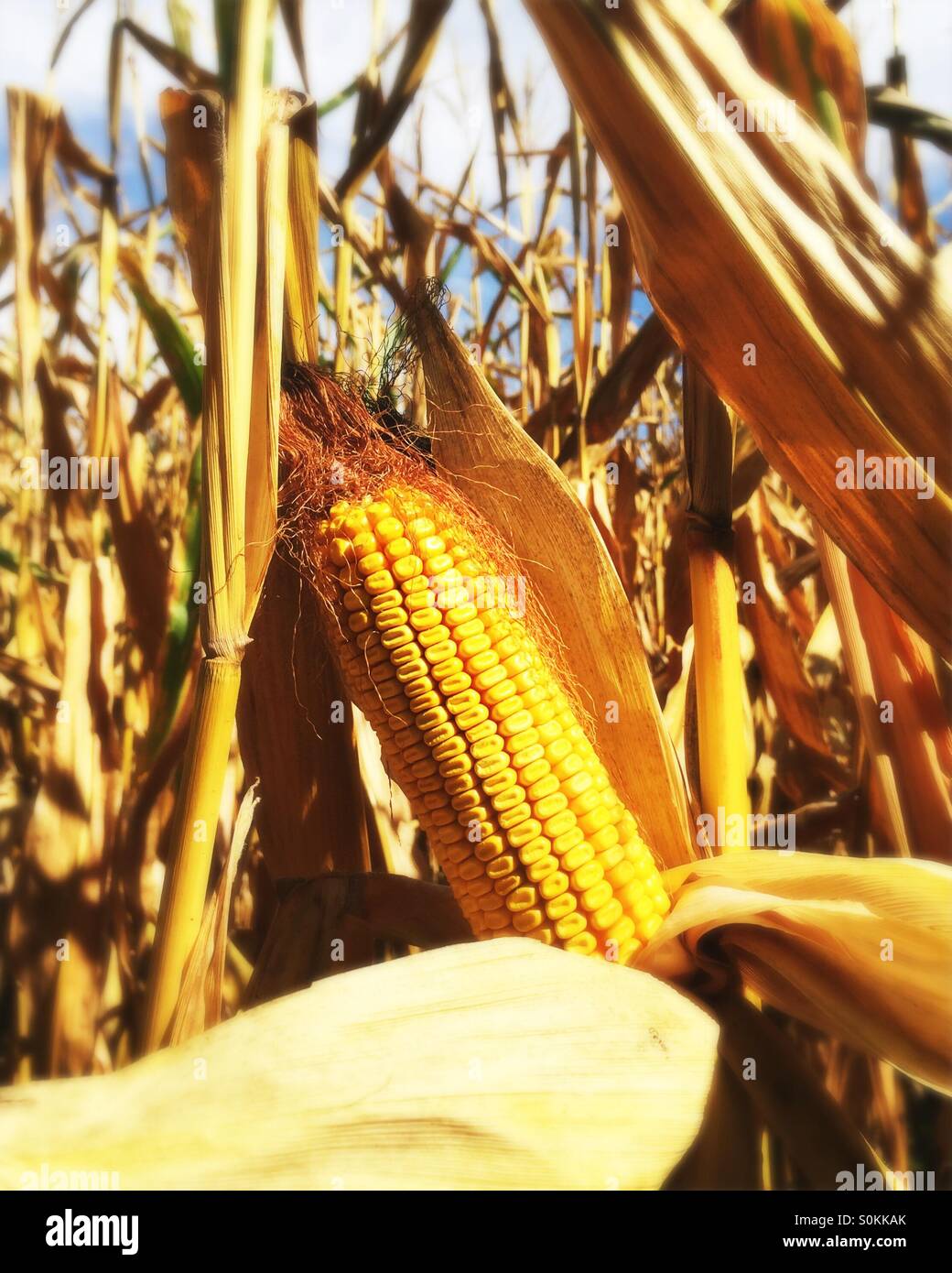 A bright yellow ear of corn in a field Stock Photo - Alamy