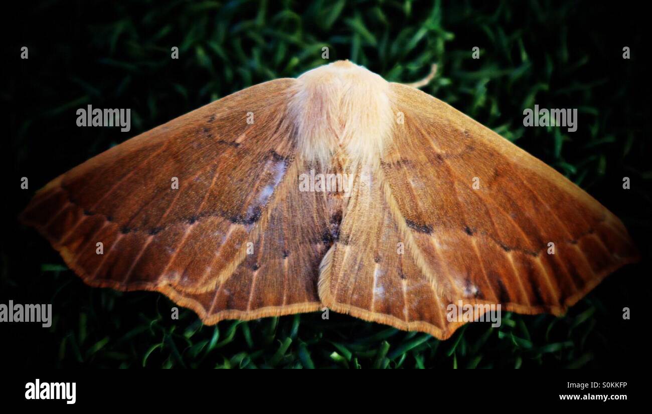 Backyard Insects High Resolution Stock Photography and Images - Alamy