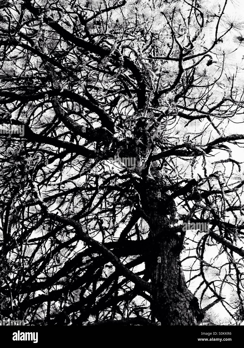 Scary tree hi-res stock photography and images - Alamy